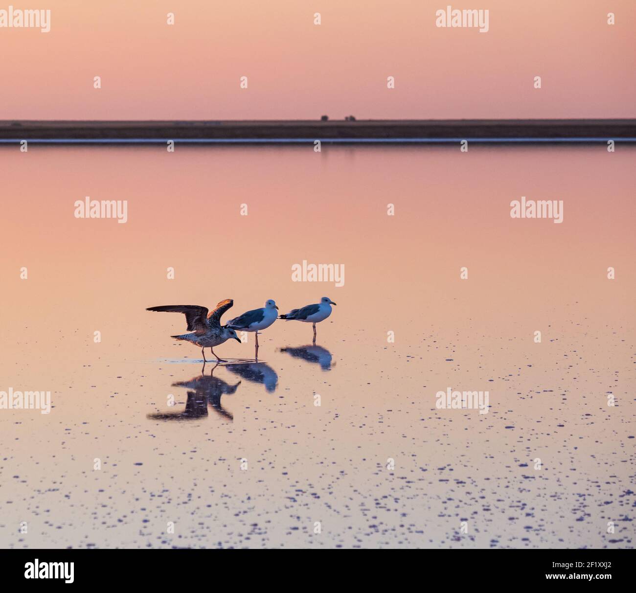 Seagulls on sunset Genichesk pink salty lake, Ukraine Stock Photo - Alamy