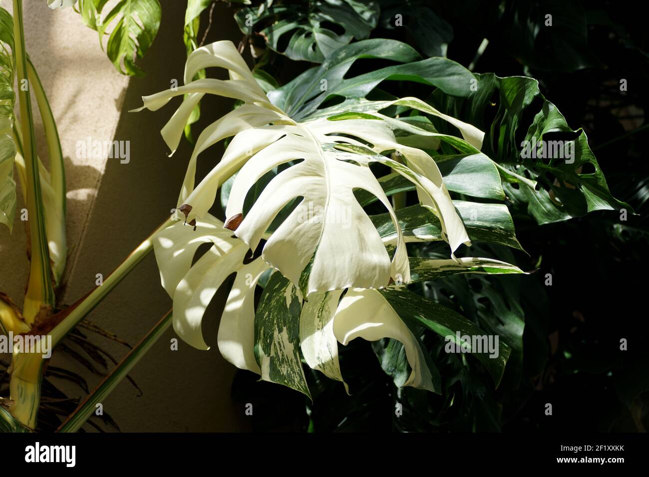 Variegated monstera deliciosa hi-res stock photography and images - Alamy