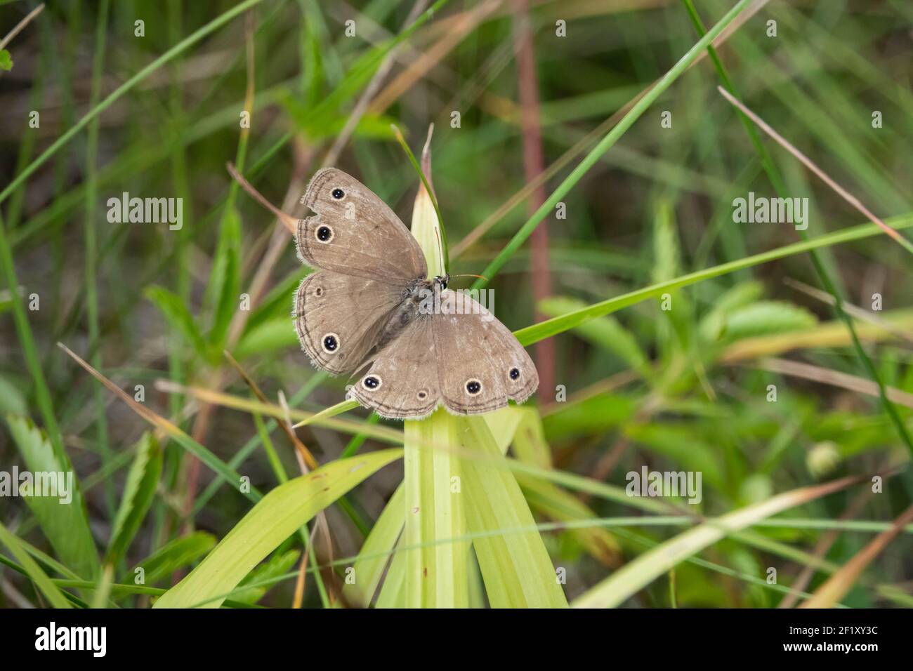 Little Wood Satyr Butterfly in Summer Stock Photo - Alamy