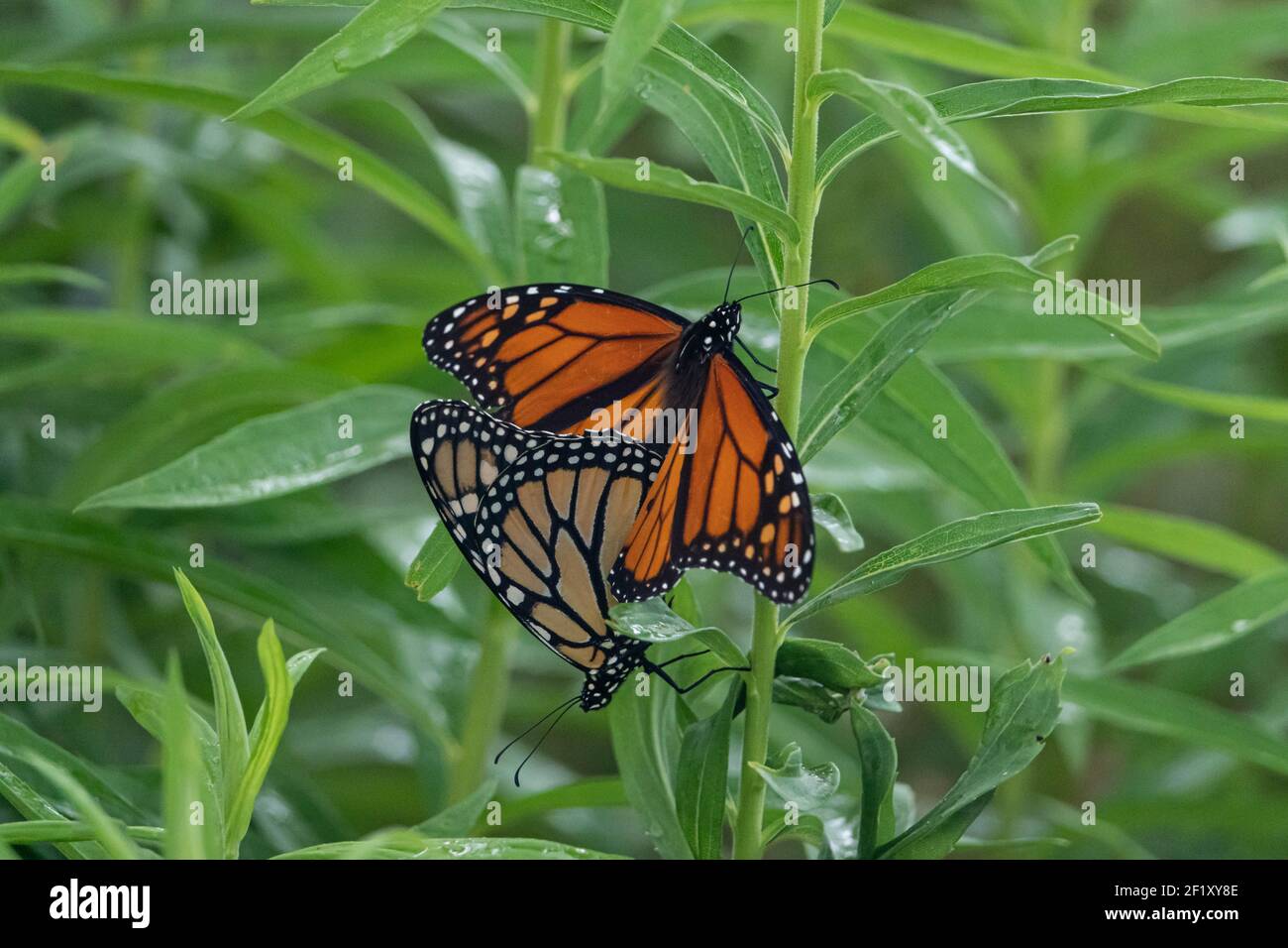 Mating monarch butterflies hi-res stock photography and images - Alamy