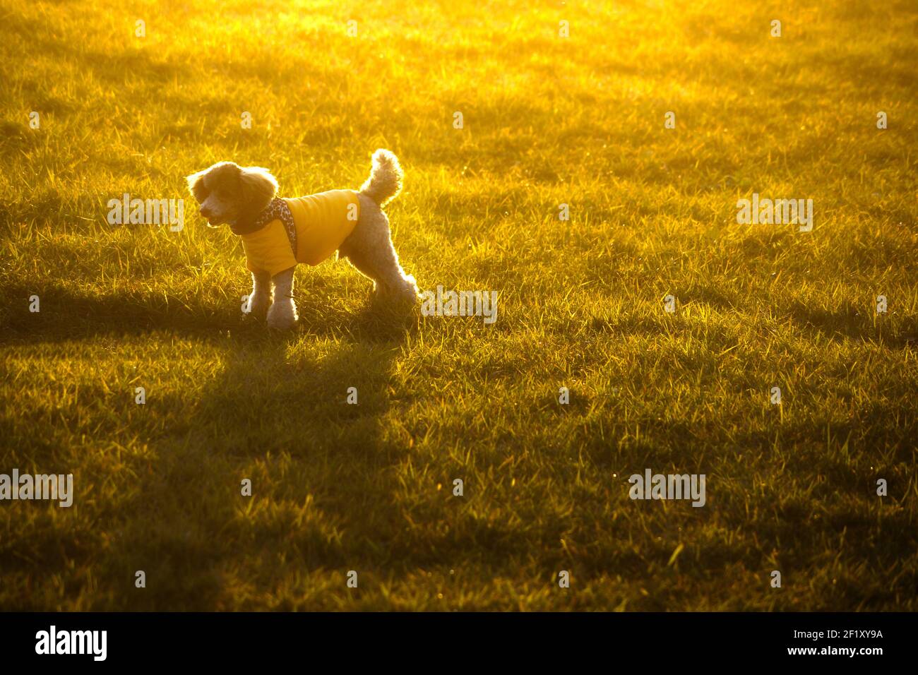 Poodle silhouette hi-res stock photography and images - Alamy