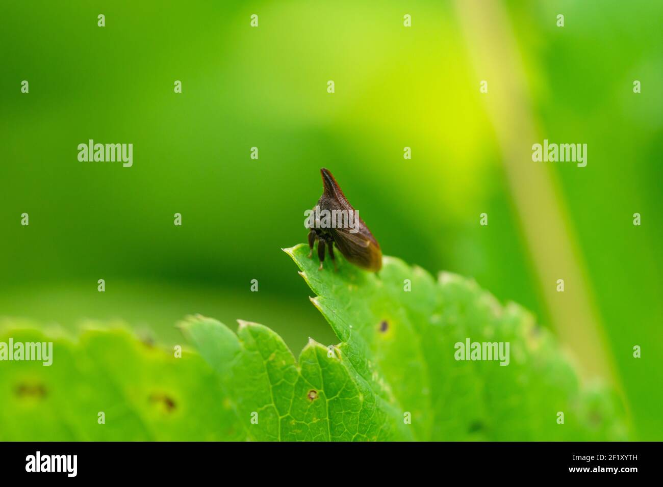 Colorful treehopper insect hi-res stock photography and images - Alamy