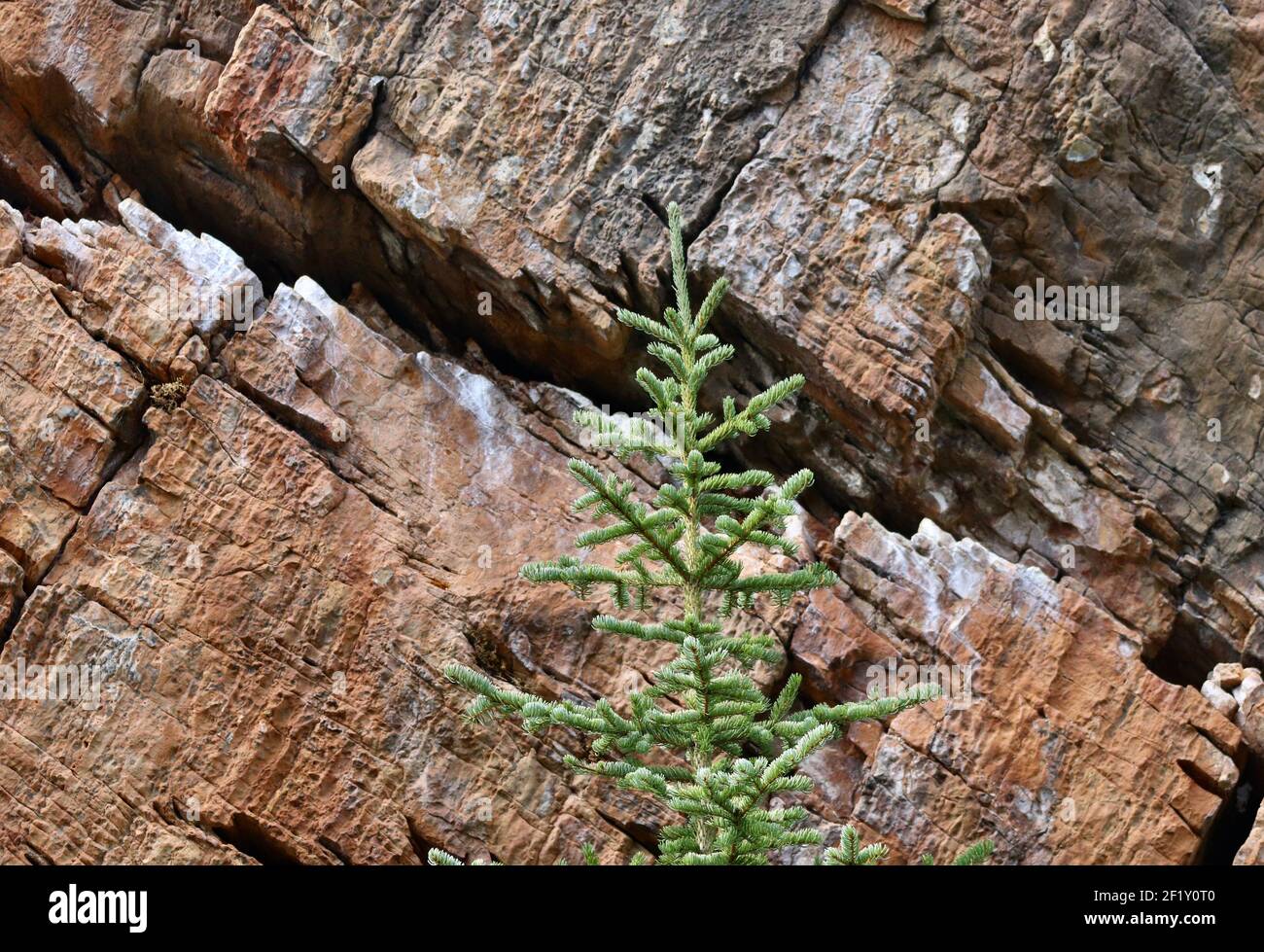 Spruce Tree with natural Rock backdrop Stock Photo - Alamy