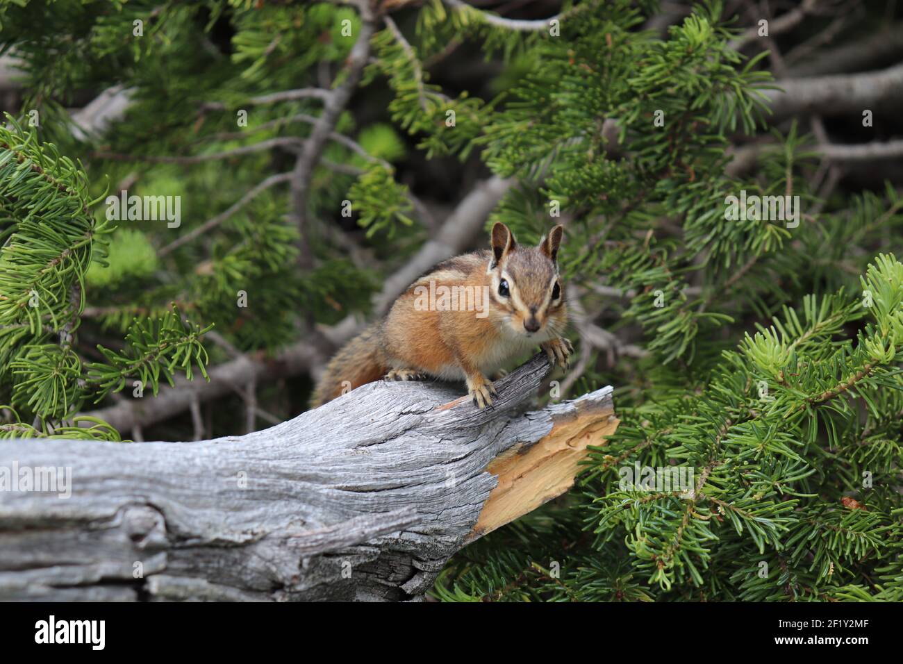 Welcome Chipmunk sitting on log with spruce tree in background Stock ...