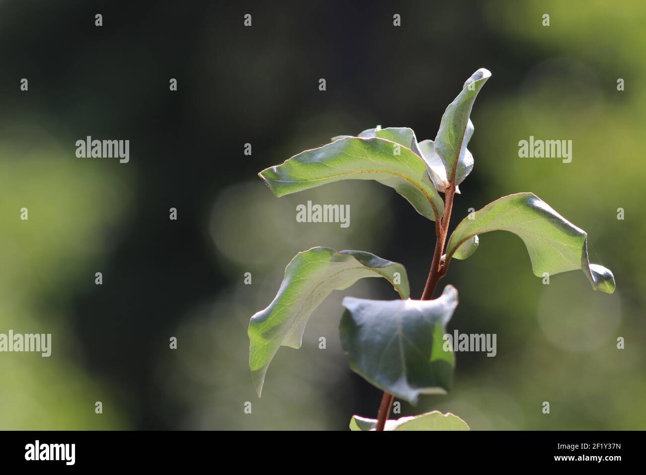 Wolf Willow Tree with green background Stock Photo - Alamy