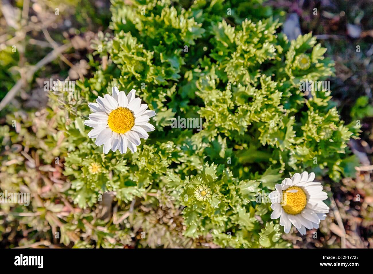 Beauty White Daisy flower in garden Stock Photo - Alamy