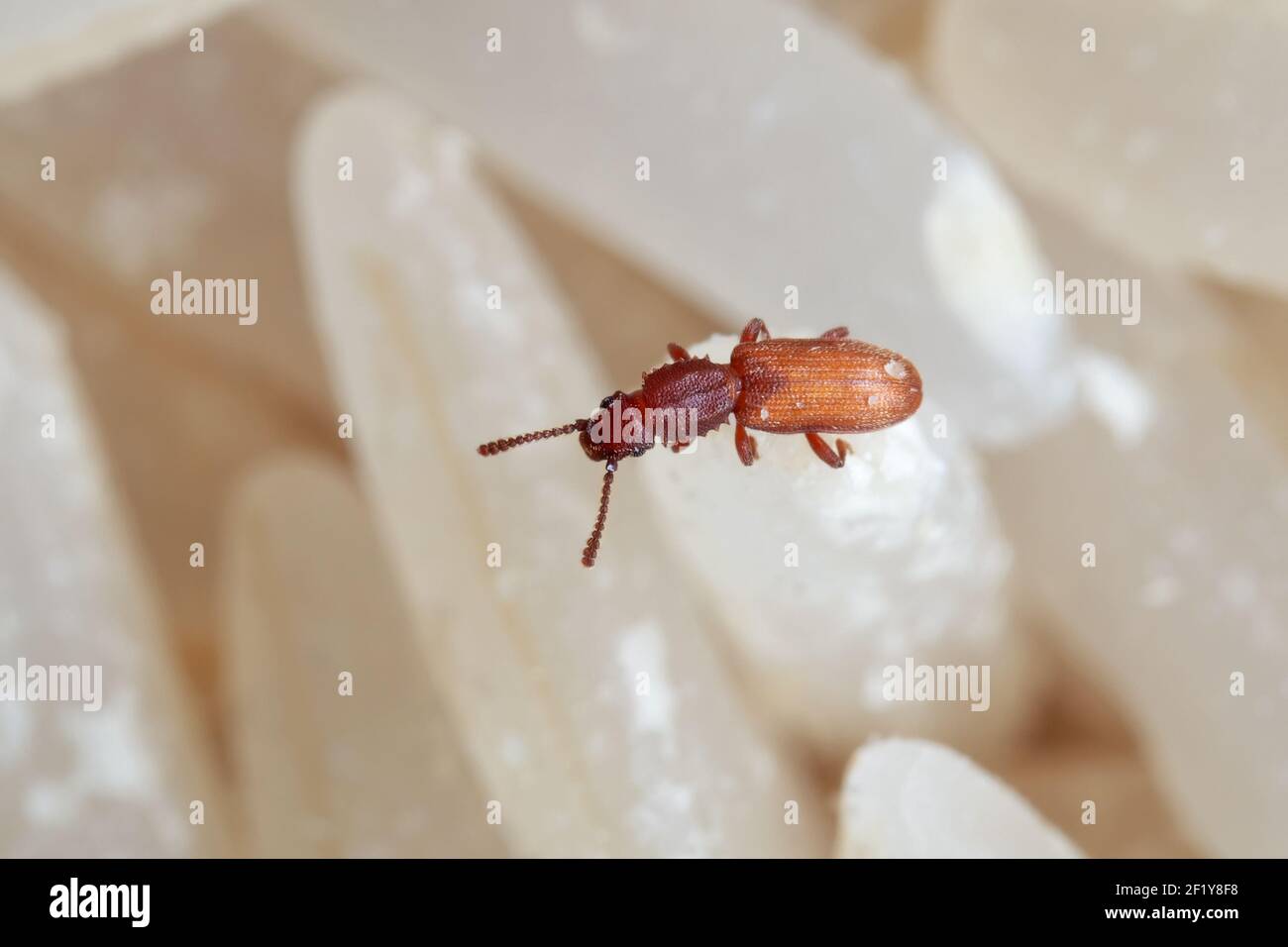 Macro Photography of Sawtoothed Grain Beetle on Raw Rice Stock Photo ...