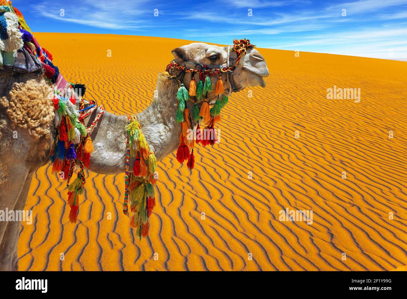 Camel well hi-res stock photography and images - Alamy