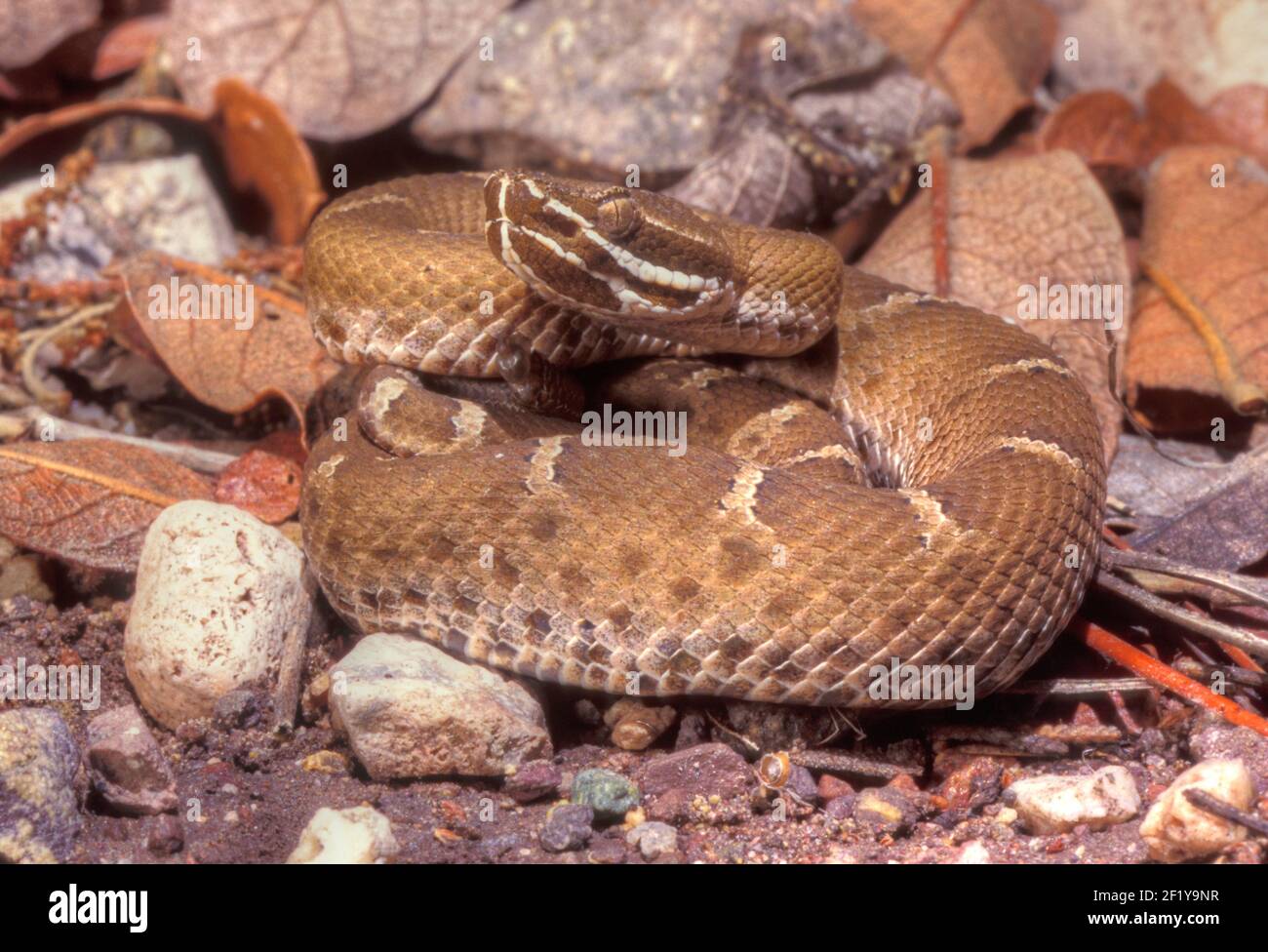 Ridge-nosed Rattlesnake (Crotalus willardi willardi), Sunnyside Canyon ...