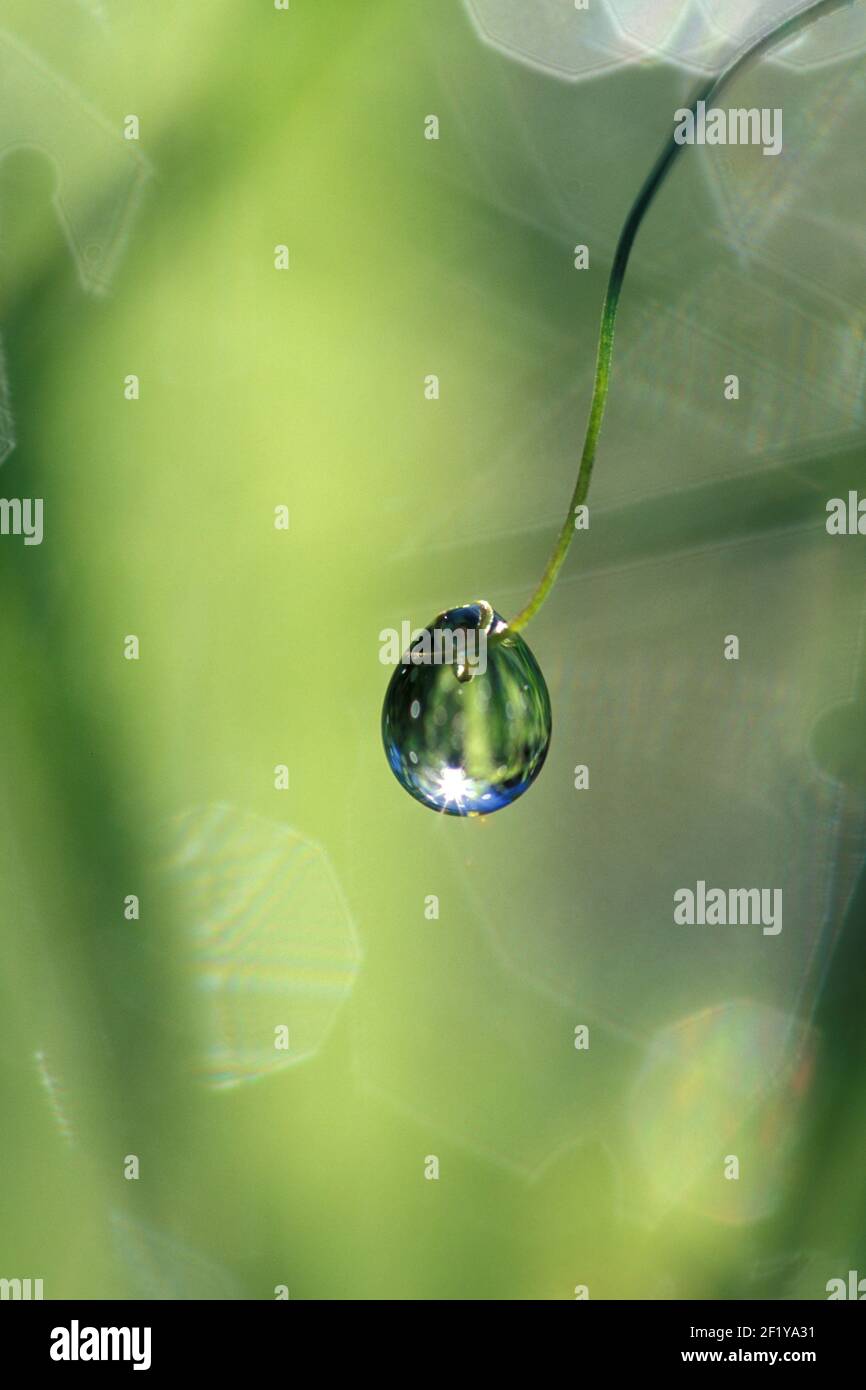 Vine droplet hi-res stock photography and images - Alamy