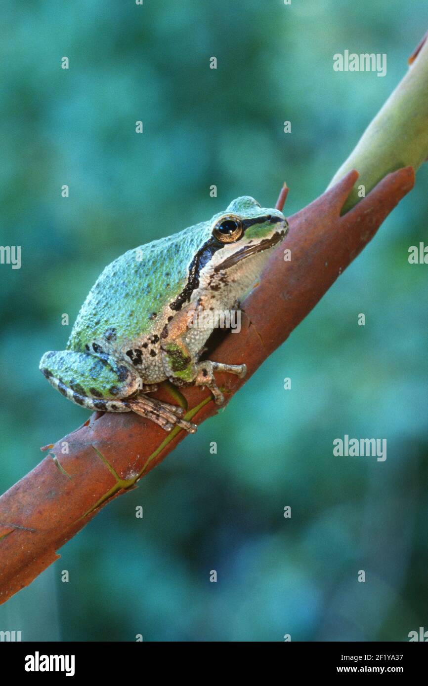 Blue Pacific Tree Frog