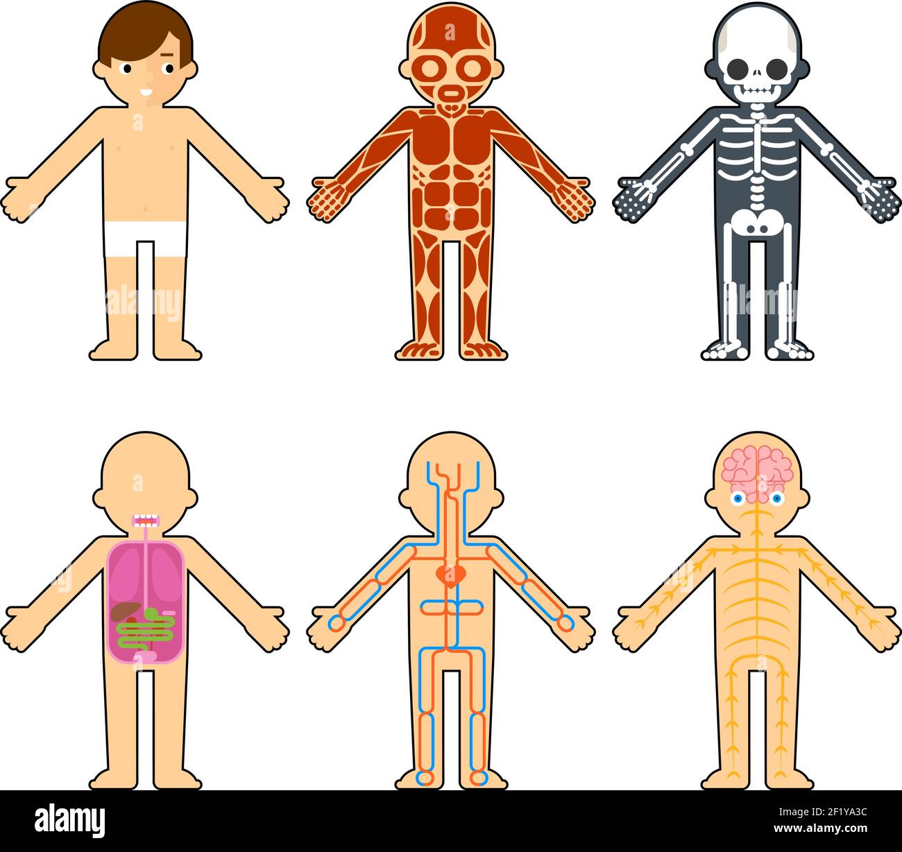 Muscles Of The Body For Kids
