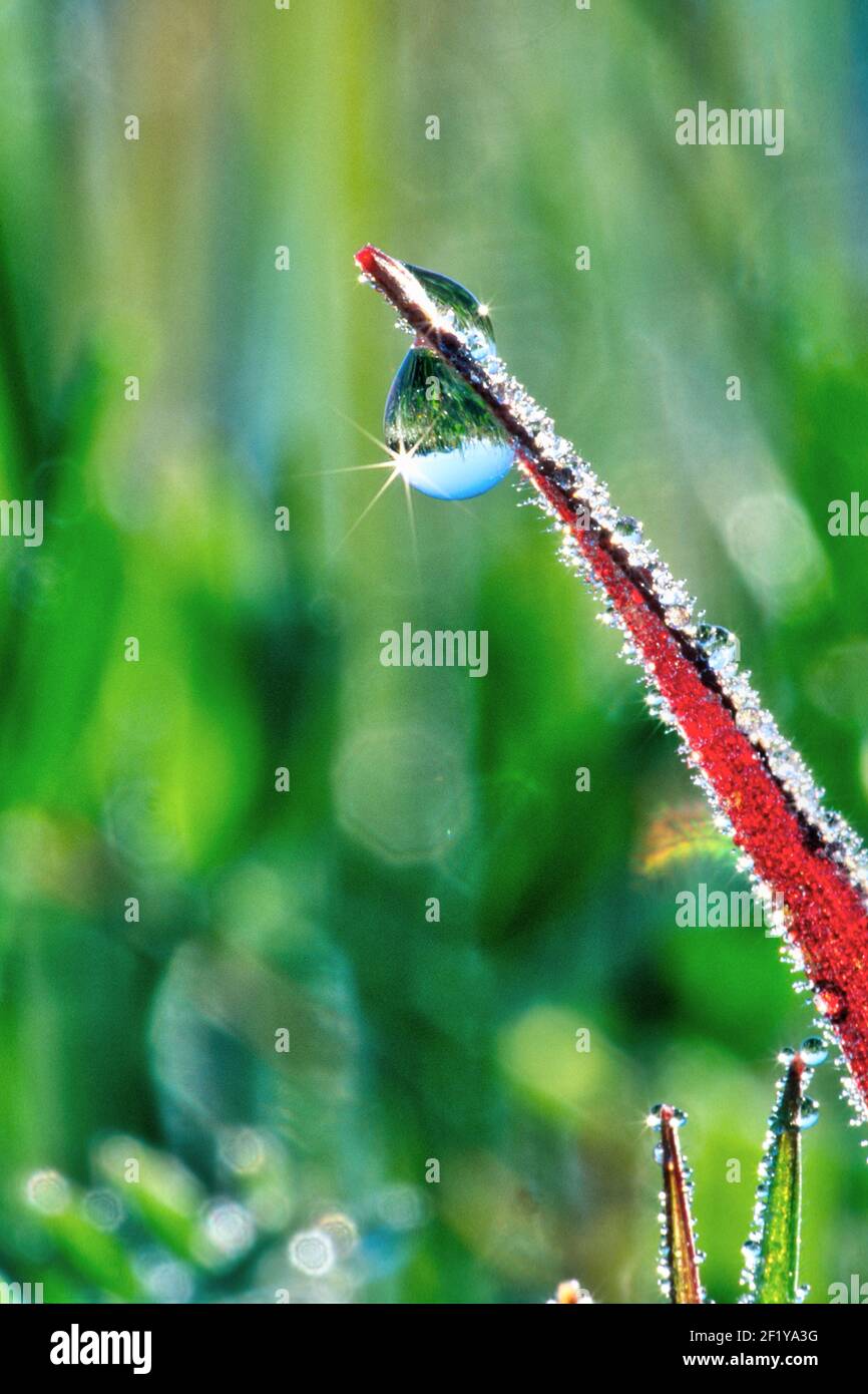 Dewdrop refraction hi-res stock photography and images - Alamy