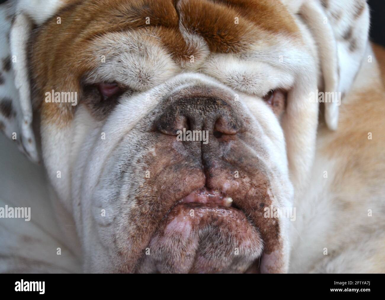 Dog face squashed hi-res stock photography and images - Alamy