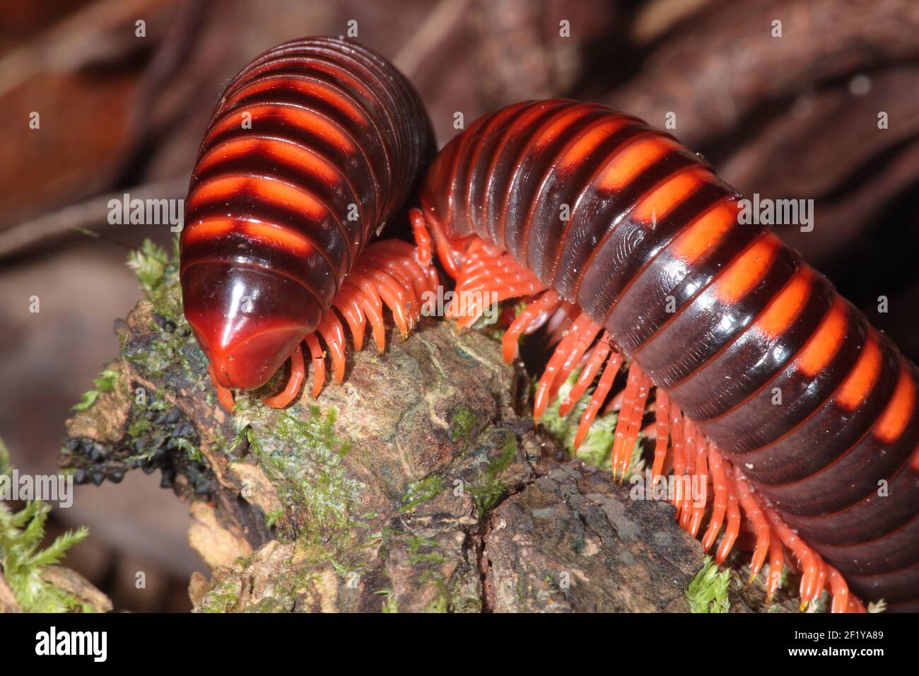 Giant Fire Millipede (Aphistogoniulus hova), Masoala Peninsula ...
