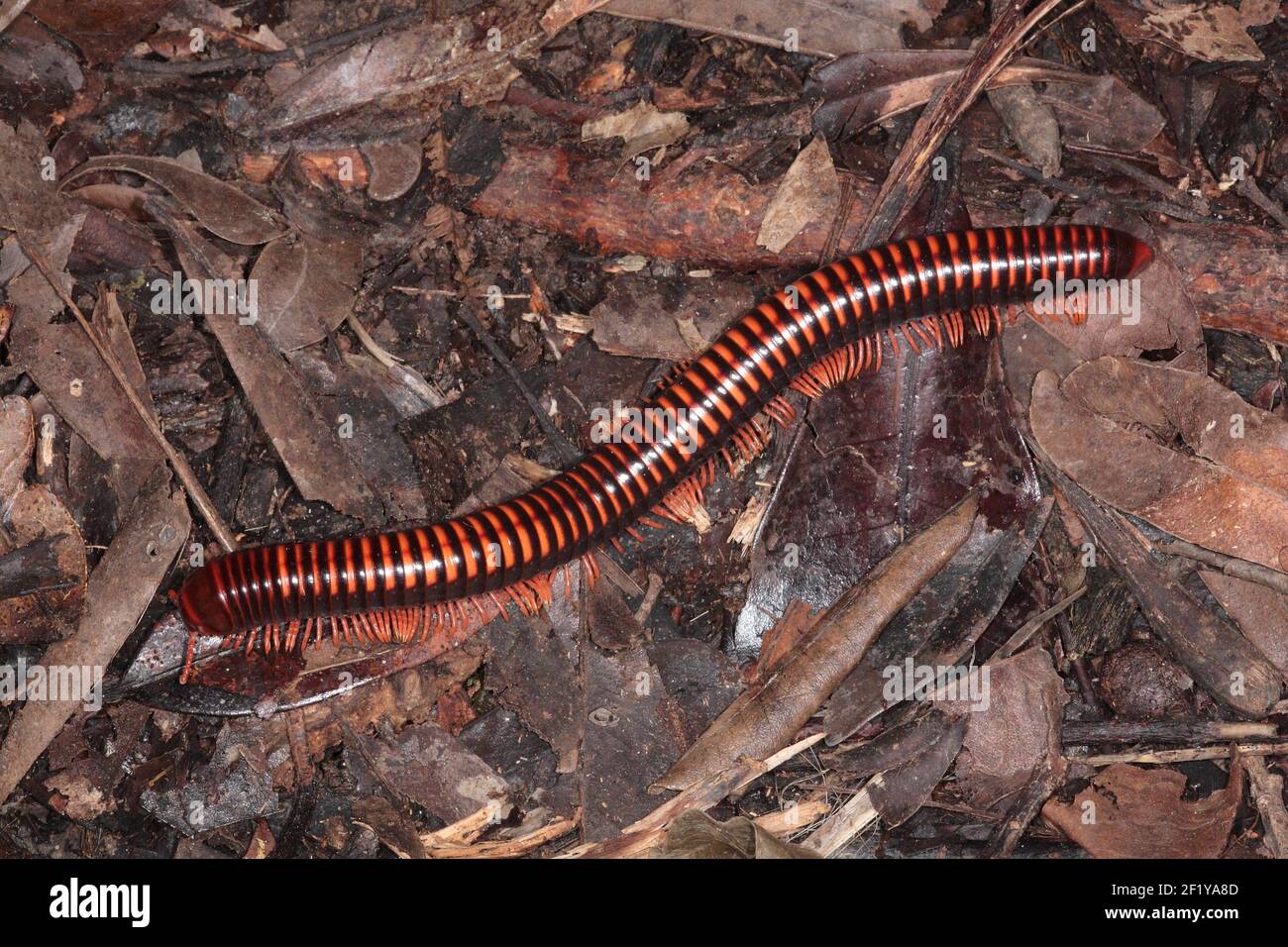 Giant Fire Millipede (Aphistogoniulus hova), Masoala Peninsula ...