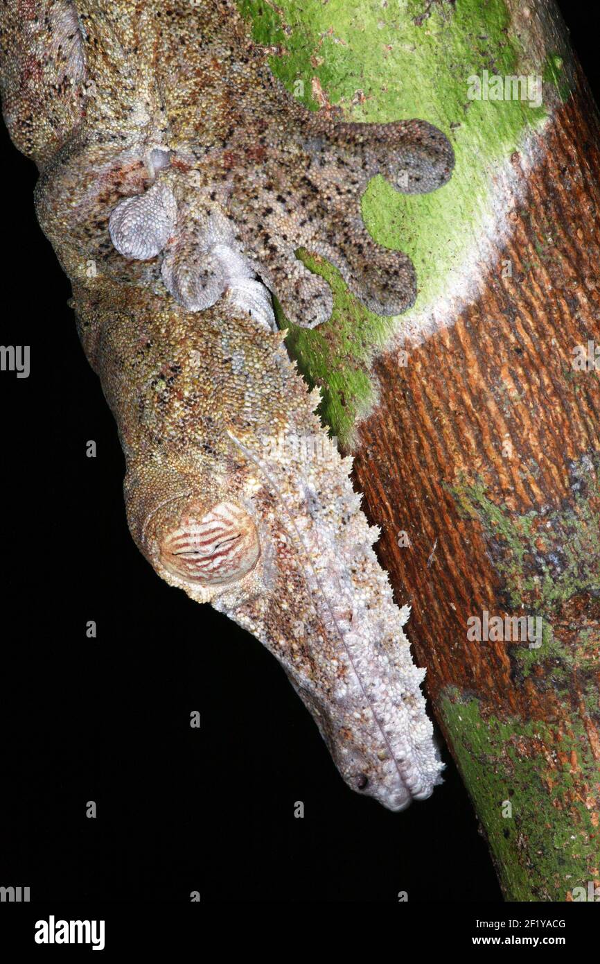 Common Leaf-tailed Gecko, (Uroplatis fimbriatus), Nosy Mangabe ...