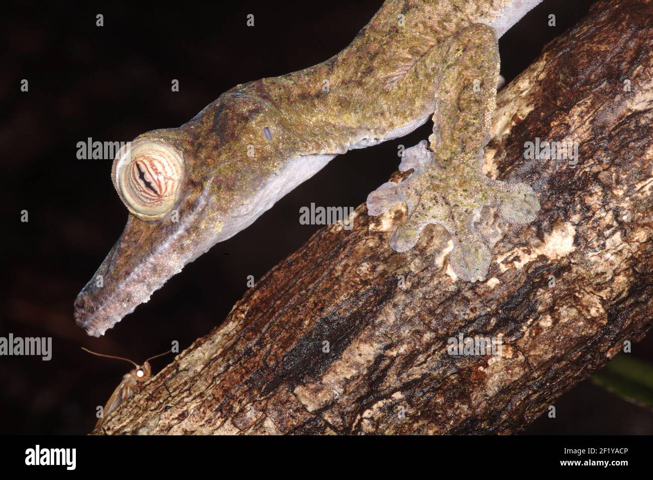 Common Leaf-tailed Gecko, Nosy Mangabe, Madagascar Stock Photo - Alamy