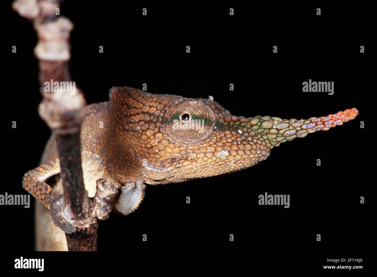 Lance-nosed chameleon (Calumma gallus), Andasibe-Mantadia National Park ...