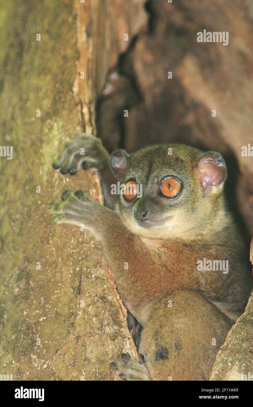 Cute Northern Sportive Lemur