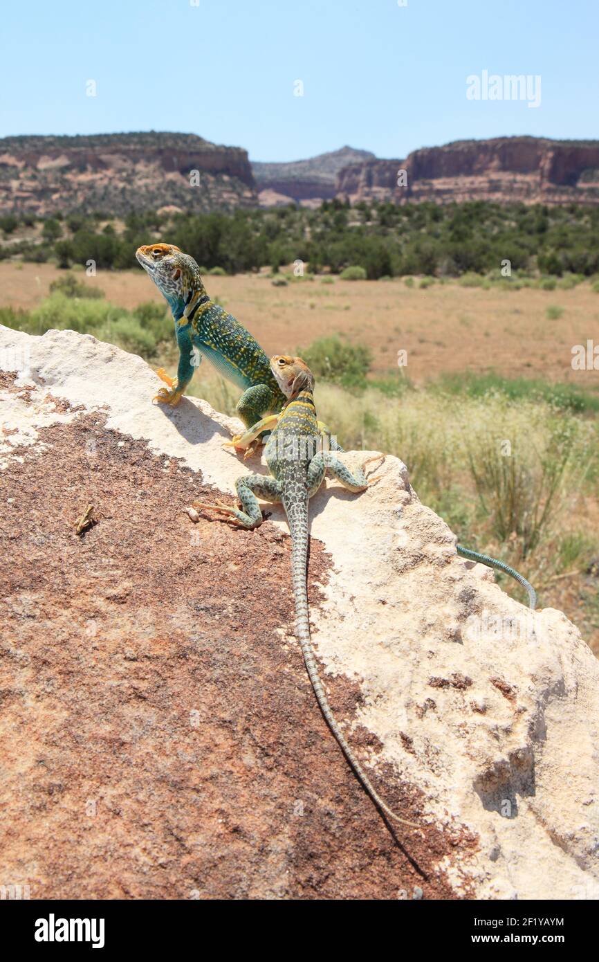 Male and Female Eastern Collared Lizards (Crotophytus collaris ...