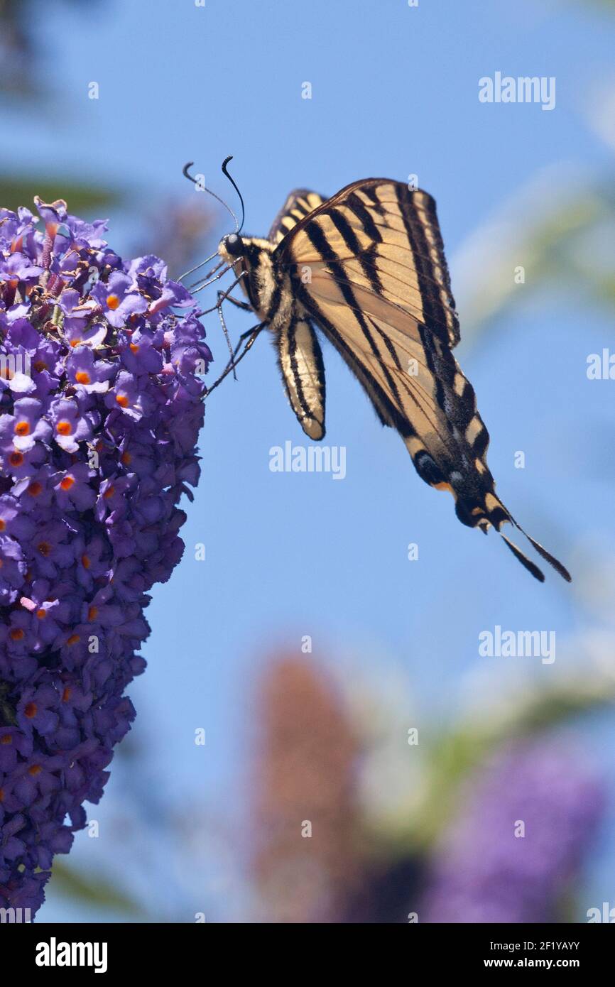Western Tiger Swallowtail Butterfly (Papilio rutulus Stock Photo - Alamy