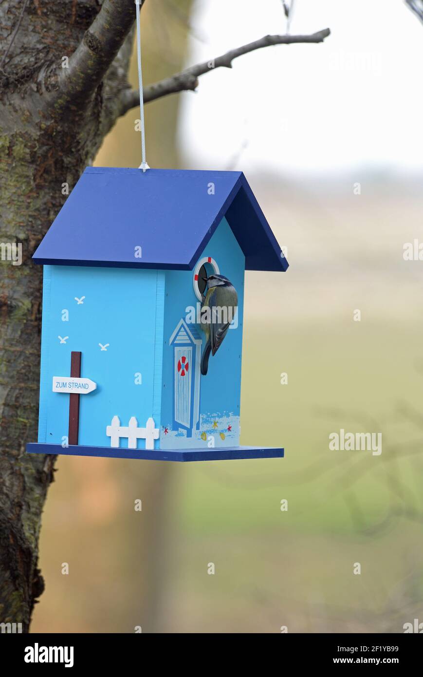 Blue tit at nest box Stock Photo - Alamy
