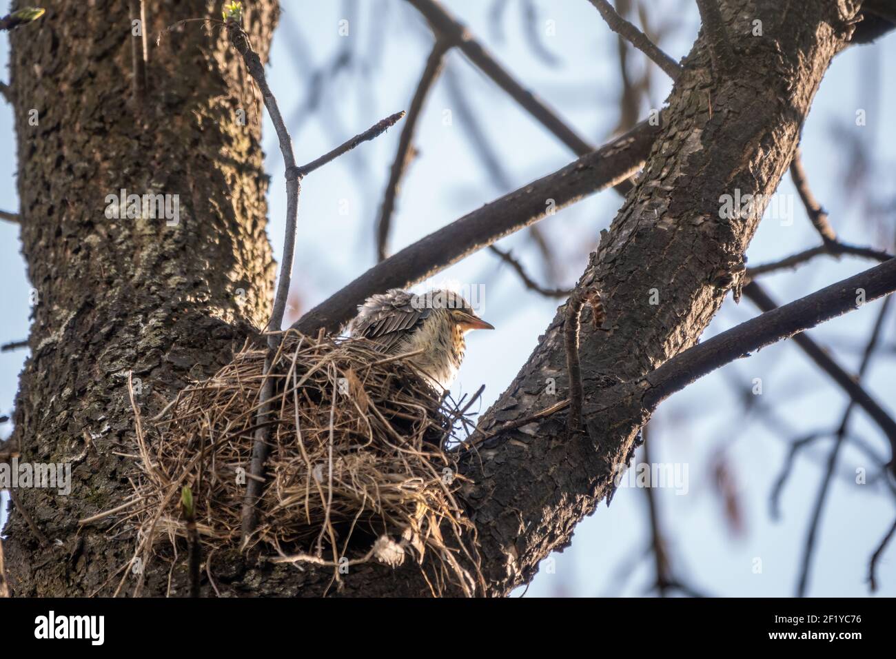 Chicks of Thrush fieldfare, Turdus pilaris, in a nest. The Fieldfare ...