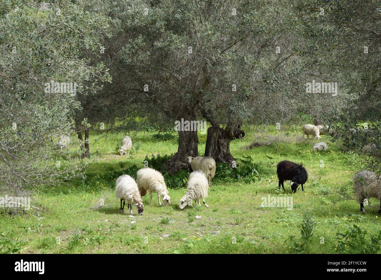Sheep in Crete Stock Photo - Alamy