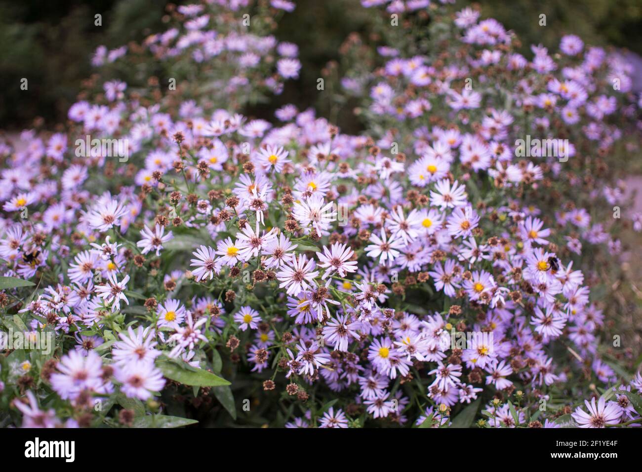 Autumn Aster in garden. Undersized varieties. Small garden Astra ...