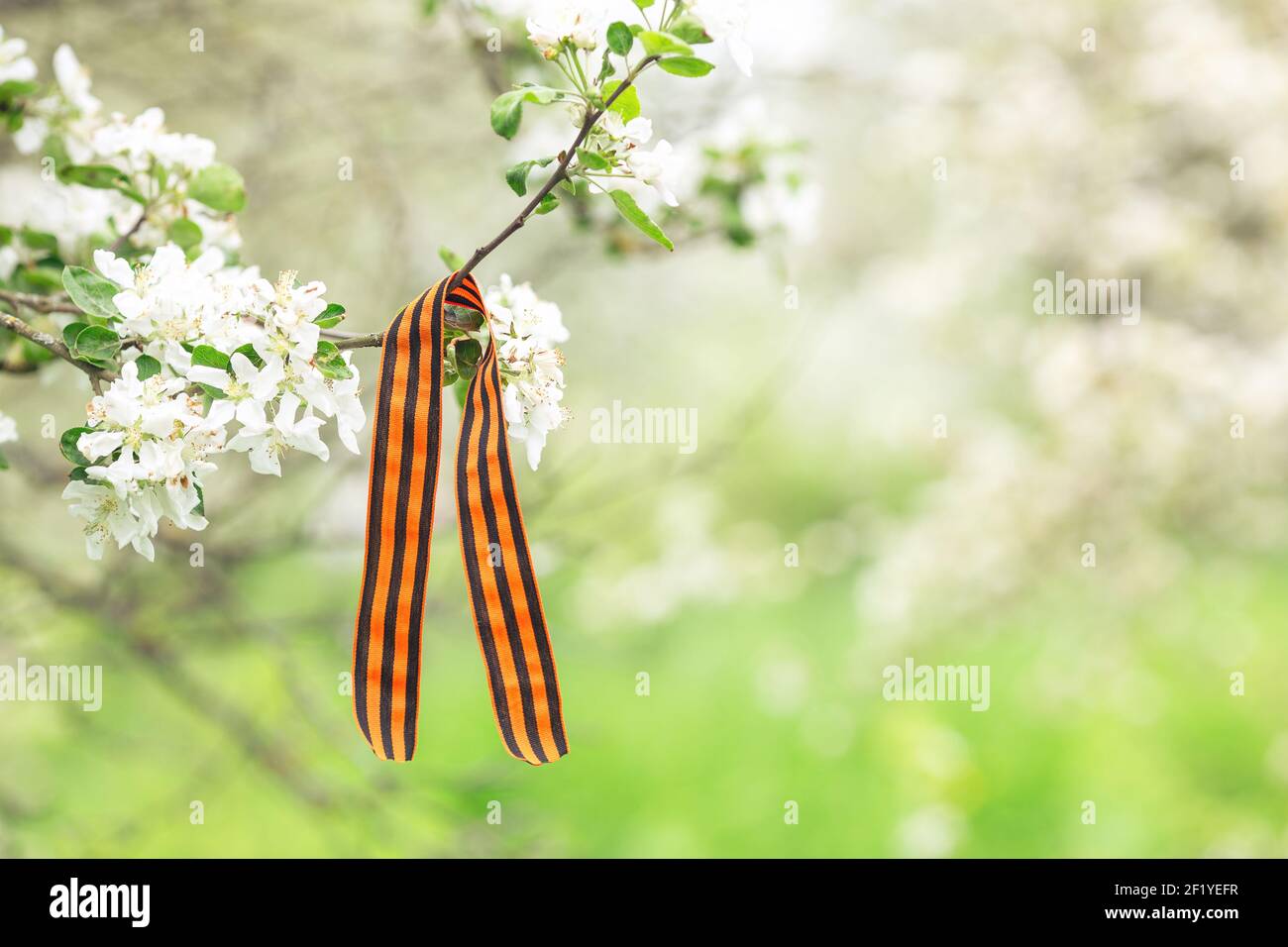 George ribbon on blossoming apple tree. Symbol of Victory Day 1945 ...