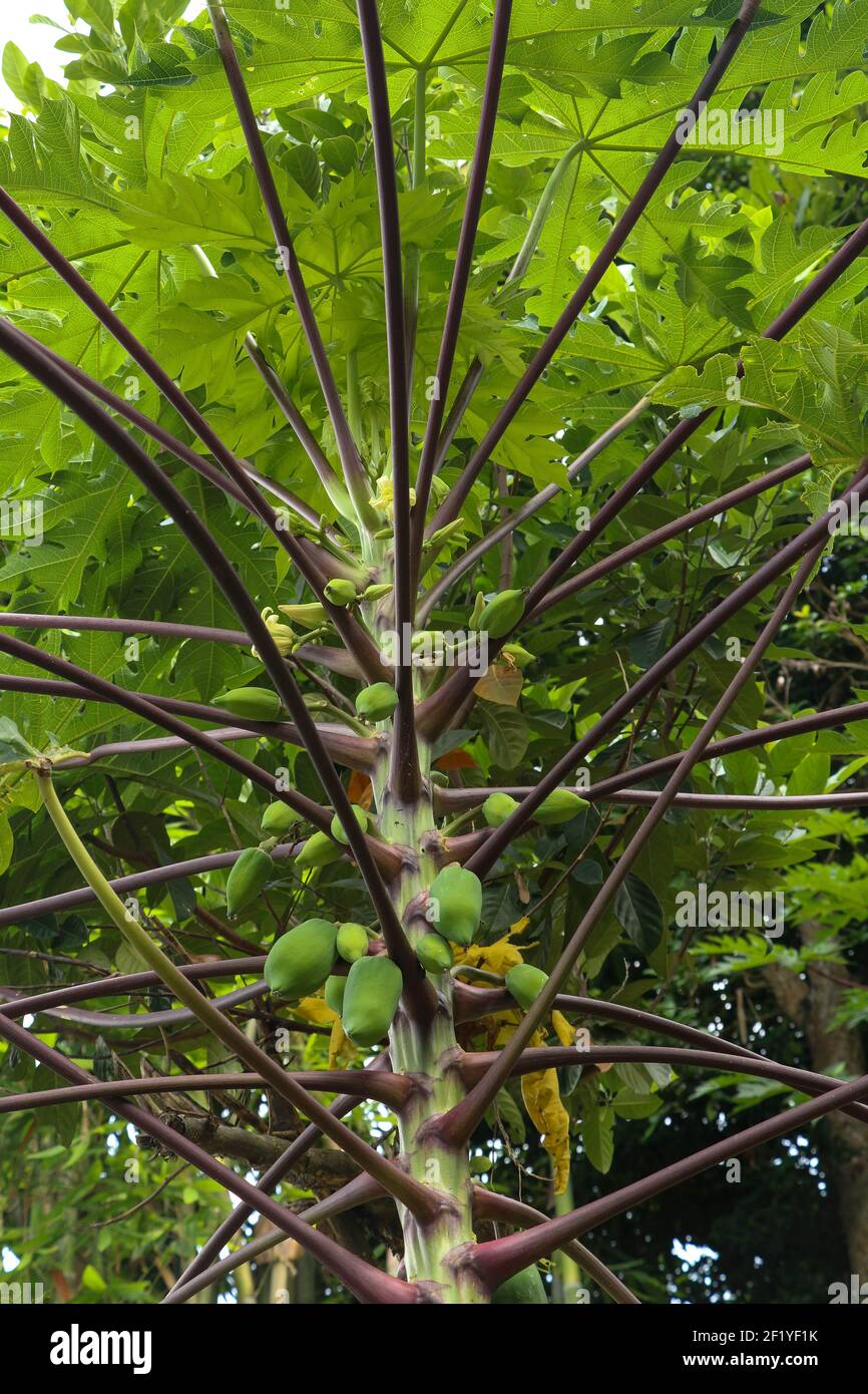 Papaya Texture High Resolution Stock Photography and Images - Alamy