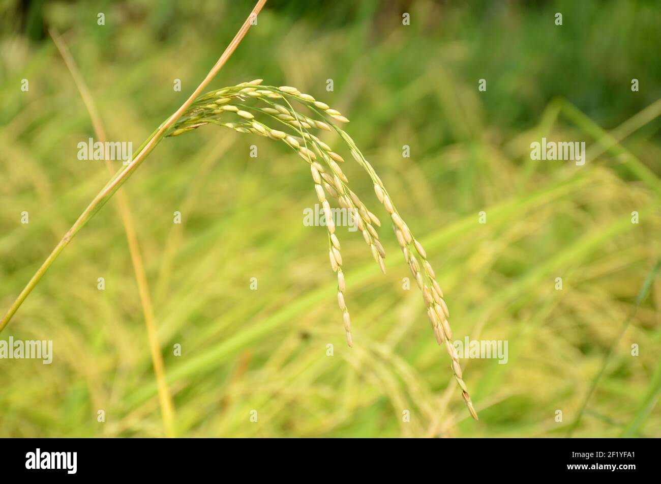 A selective focus of the growing paddy plants in the field Stock Photo ...