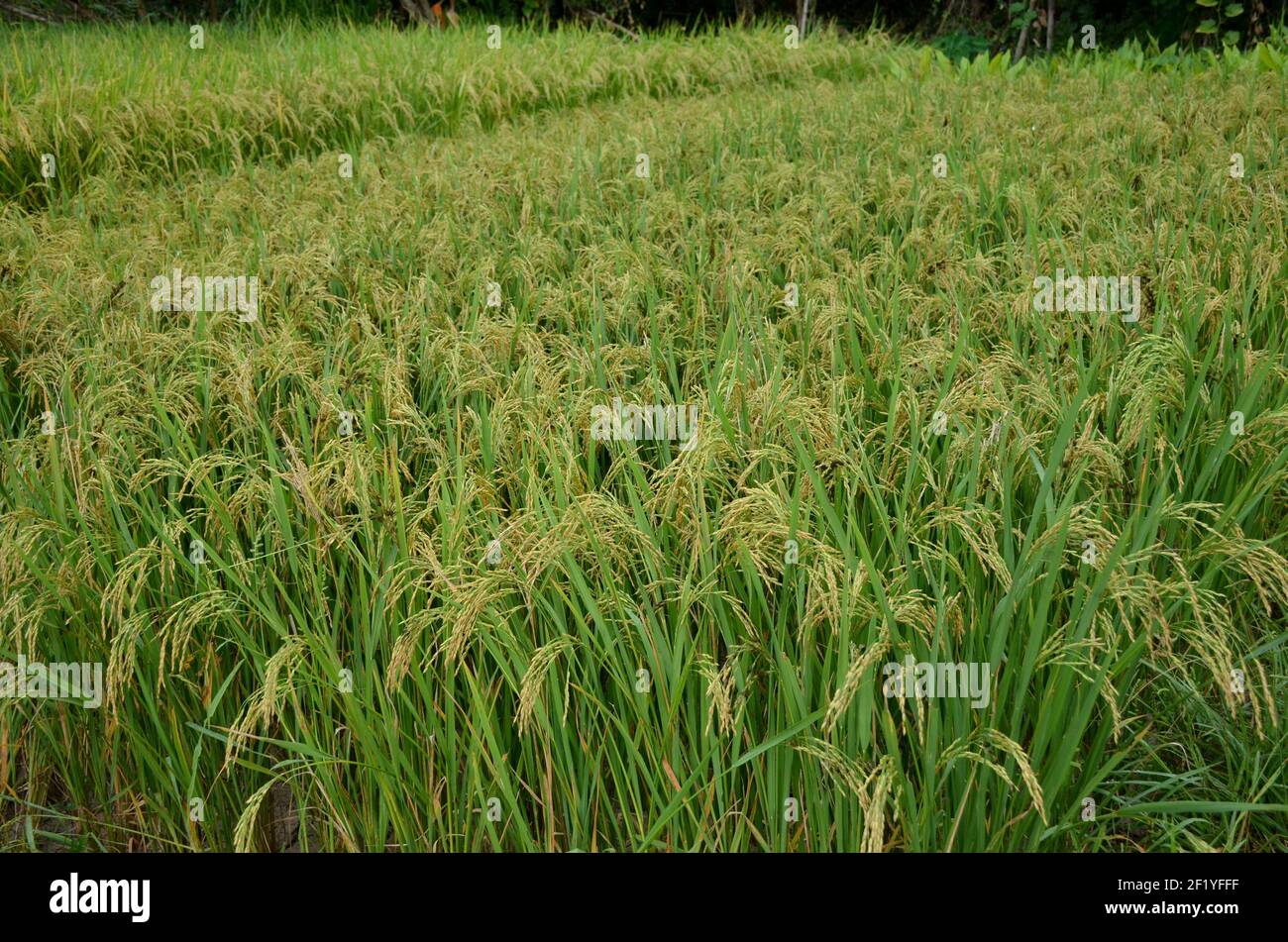 A beautiful view of the growing paddy plants in the field Stock Photo ...