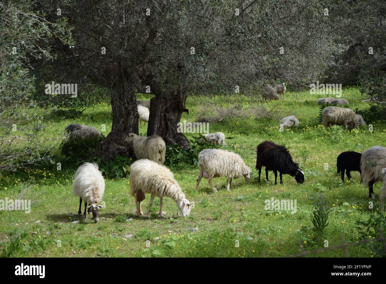 Sheep in Crete Stock Photo - Alamy