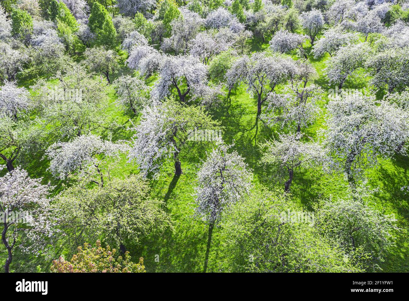 beautiful sunny landscape of blooming apple trees in garden. fruit ...