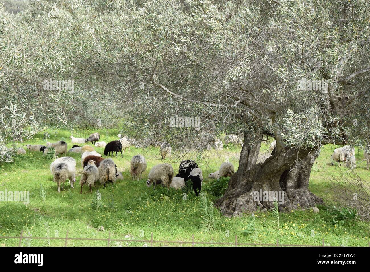 Sheep in Crete Stock Photo - Alamy
