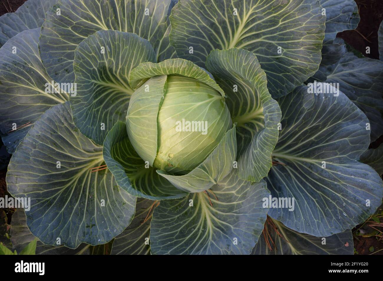 Cabbage in a field Stock Photo - Alamy