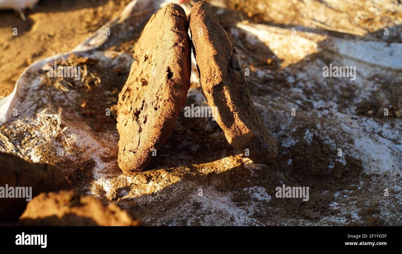 Pile of dried cow dung hi-res stock photography and images - Alamy