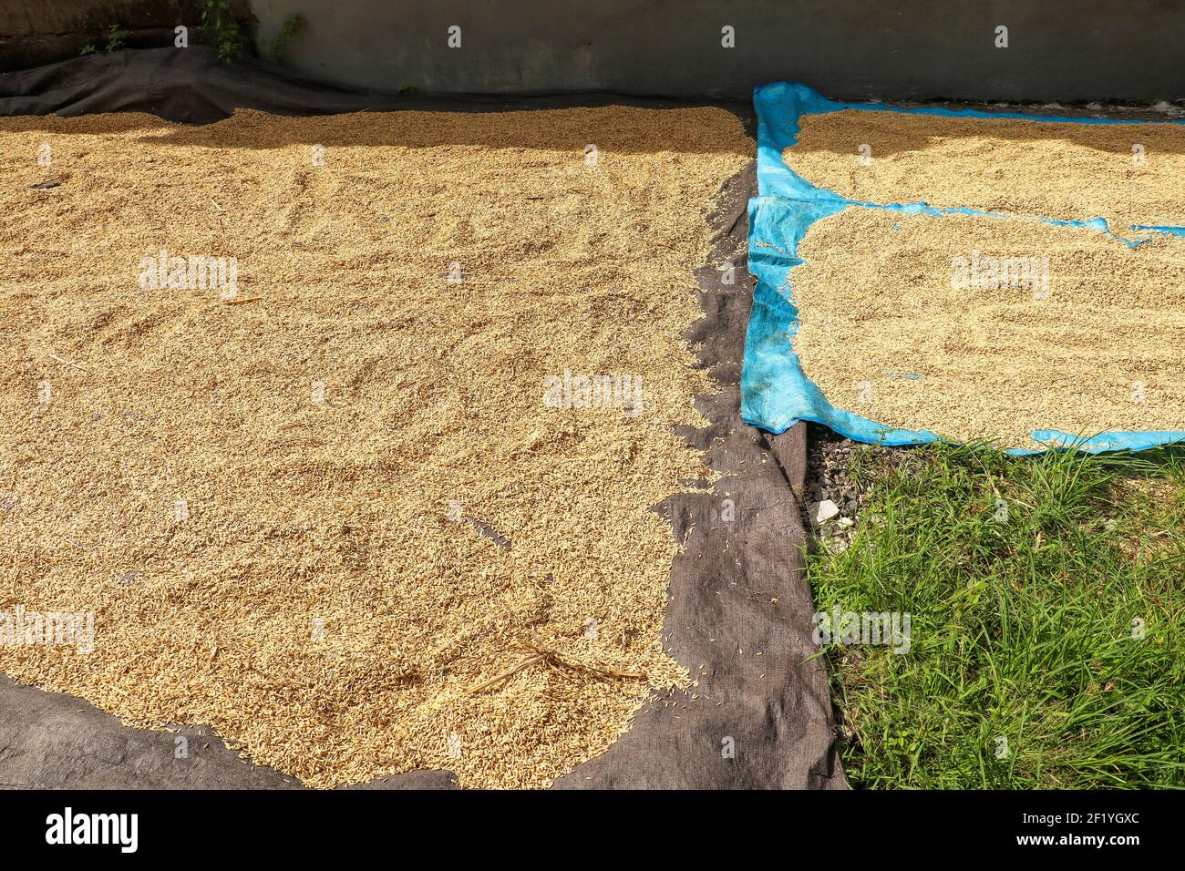 Very hot sun drying rice hi-res stock photography and images - Alamy