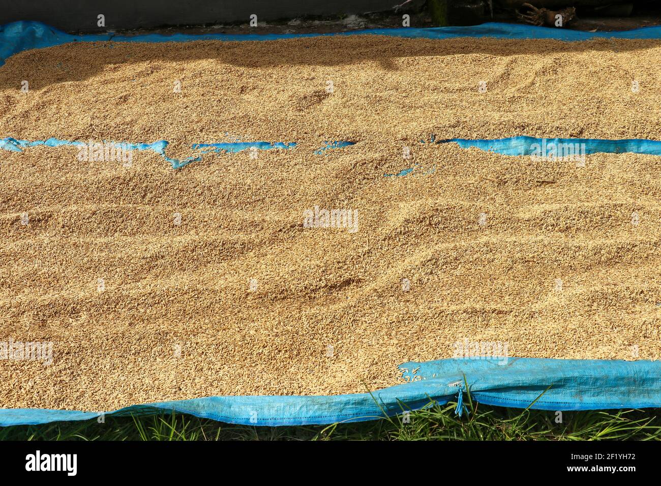 Rice Drying High Resolution Stock Photography and Images - Alamy
