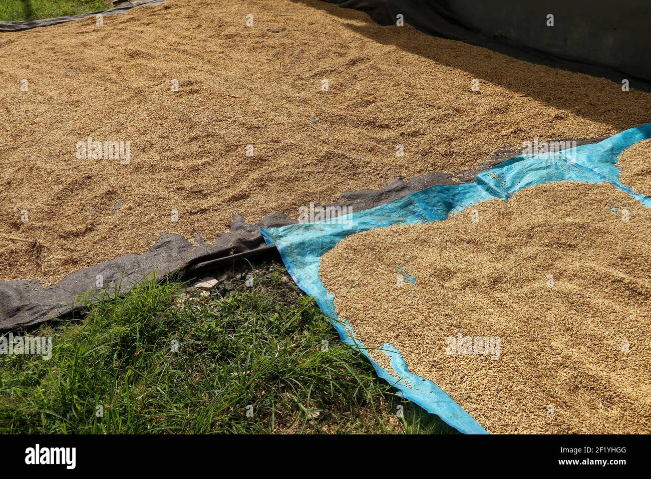 Very hot sun drying rice hi-res stock photography and images - Alamy