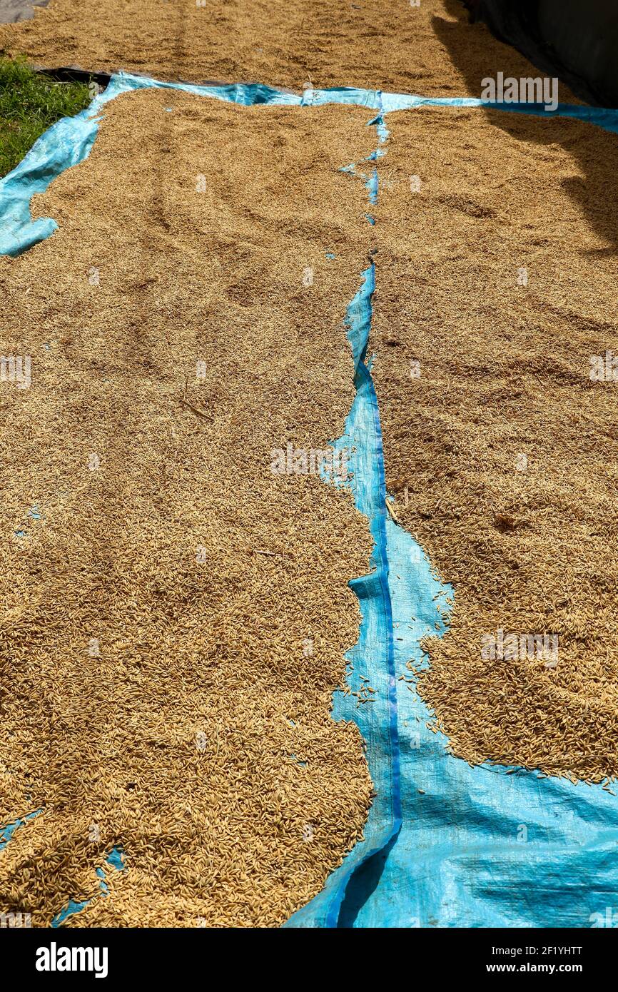traditional way to drying rice by the sun Stock Photo - Alamy