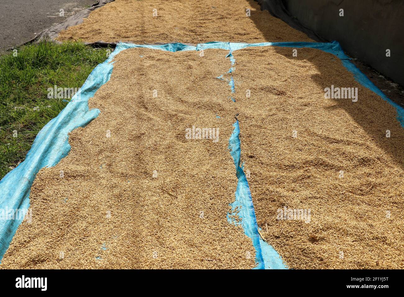 Very hot sun drying rice hi-res stock photography and images - Alamy