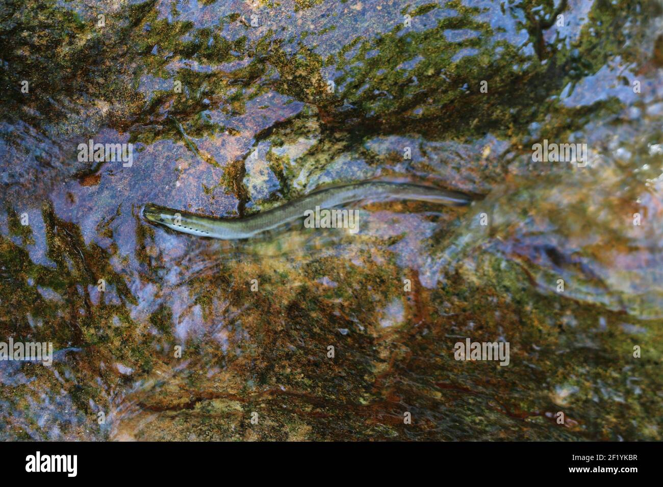 Lamprey eel hi-res stock photography and images - Alamy