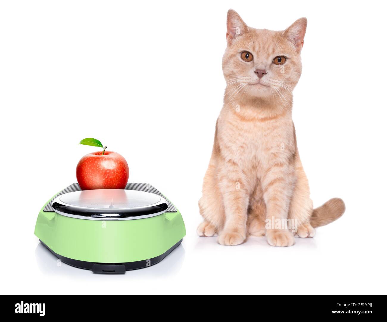 Fat dog scale hi-res stock photography and images - Alamy