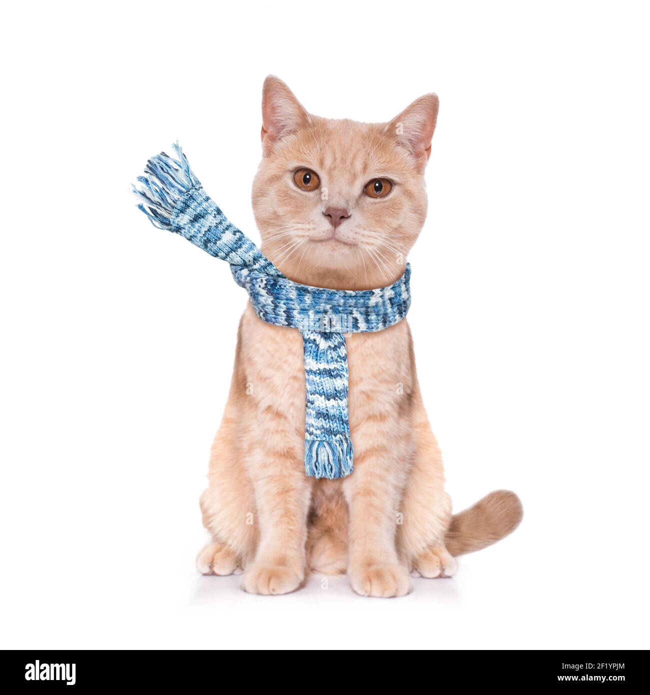 Feline fall Cut Out Stock Images & Pictures - Alamy