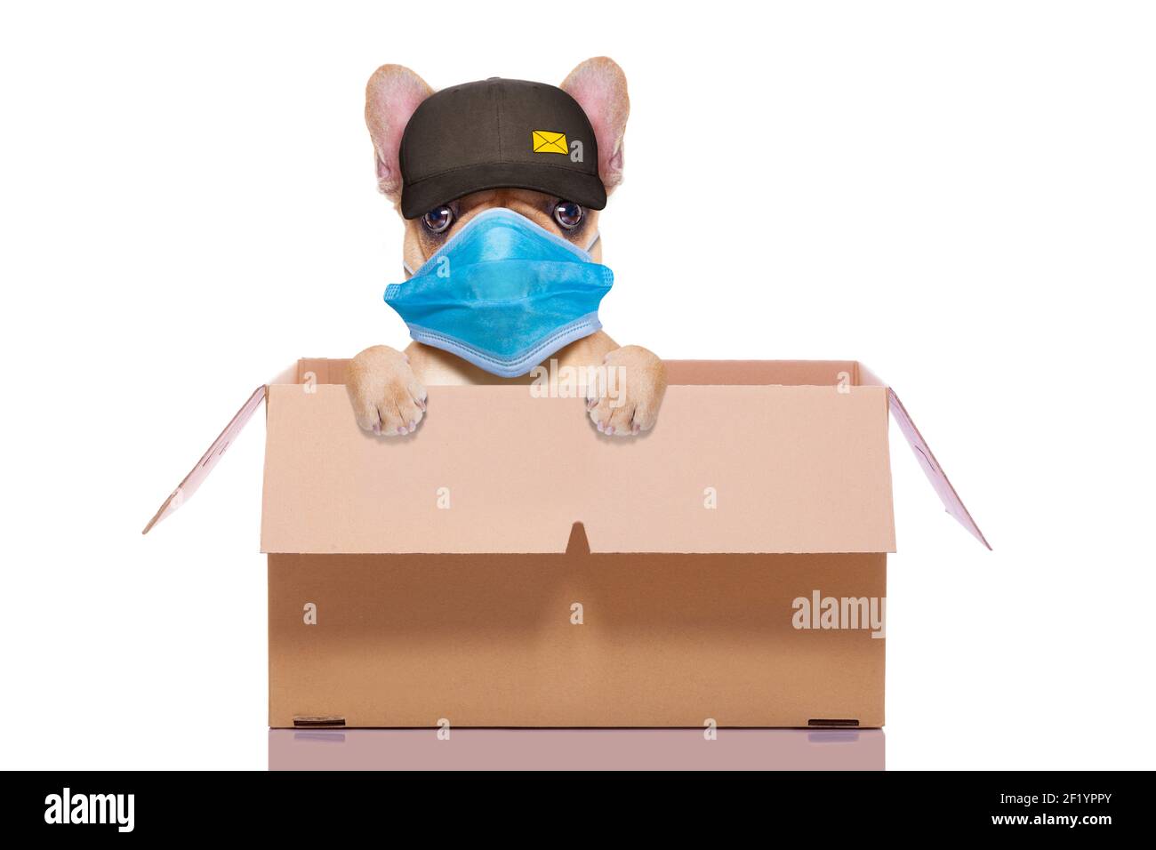 Moving box dog Stock Photo - Alamy