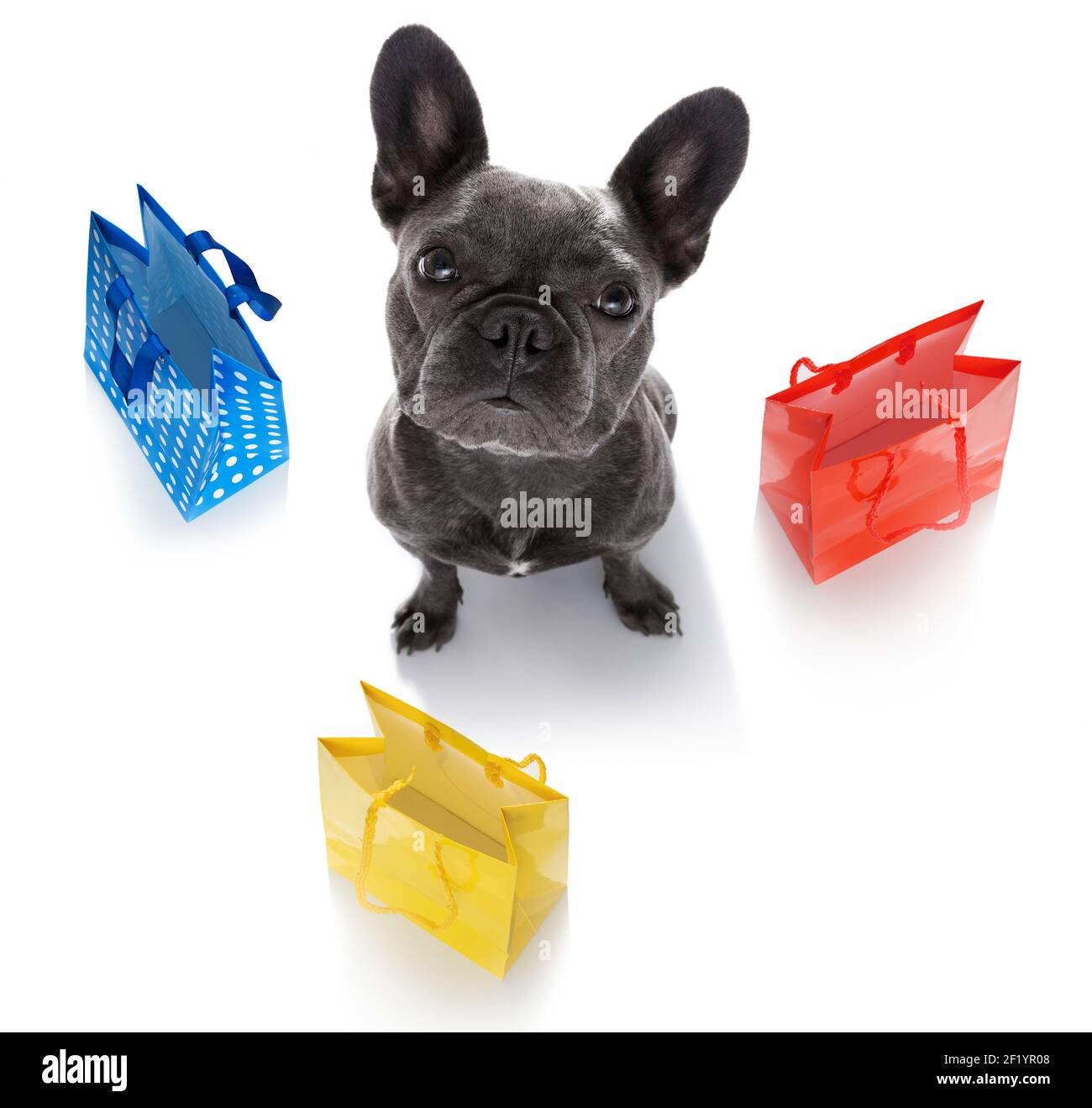 Sale shopping dog Stock Photo - Alamy