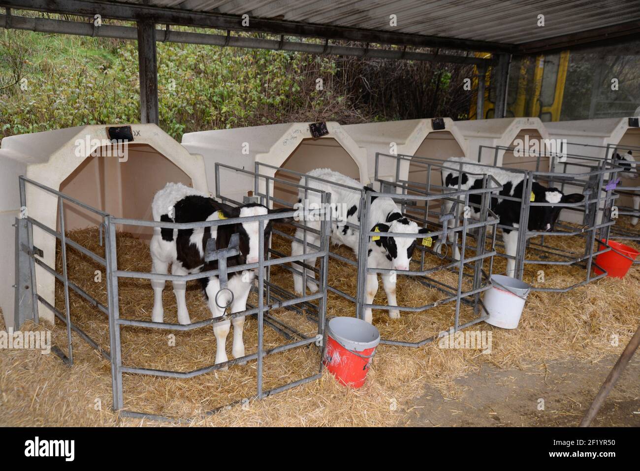 Calves in a barn Stock Photo - Alamy
